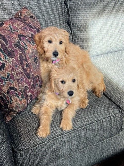 Englishdoodles