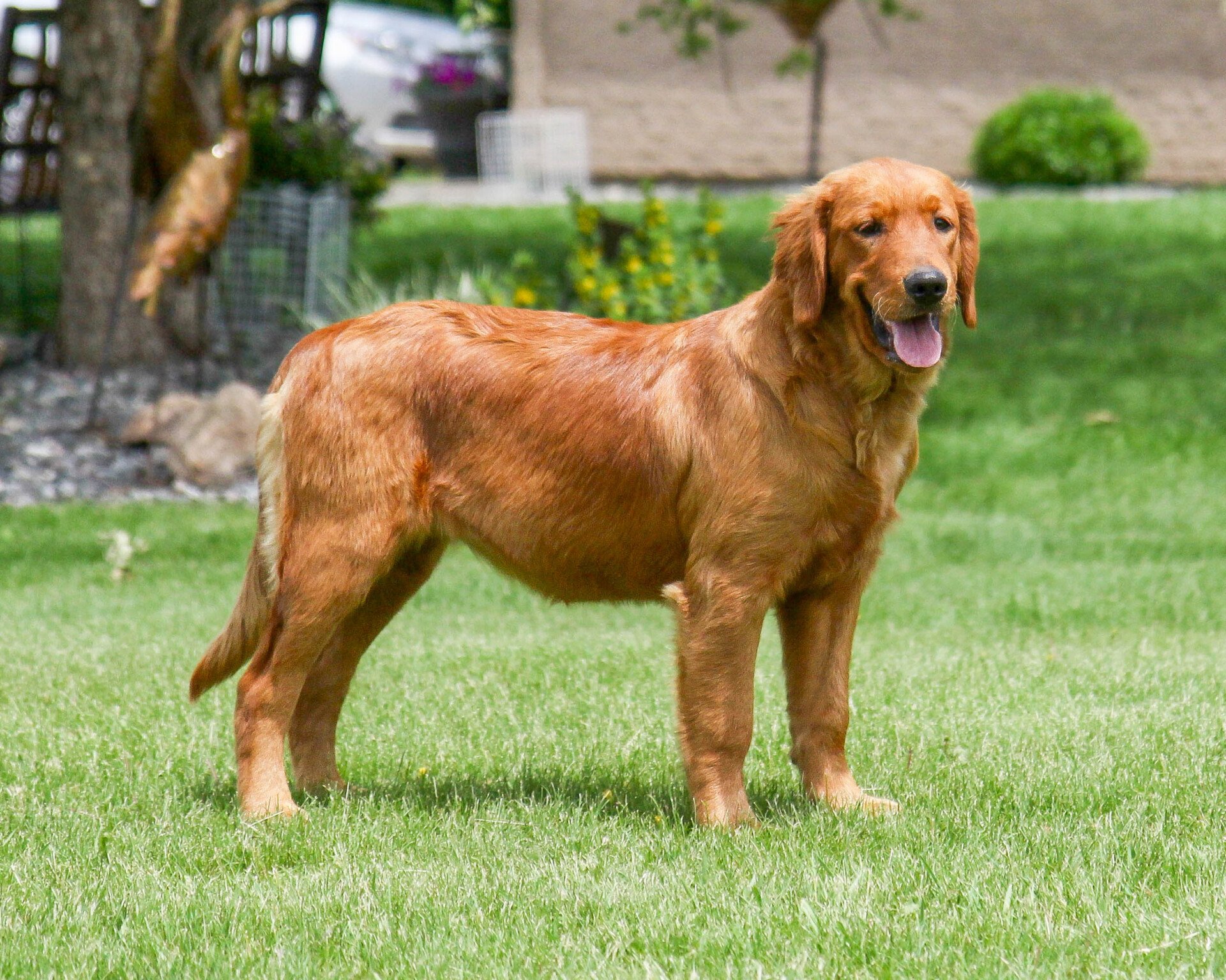 Standard Goldendoodles