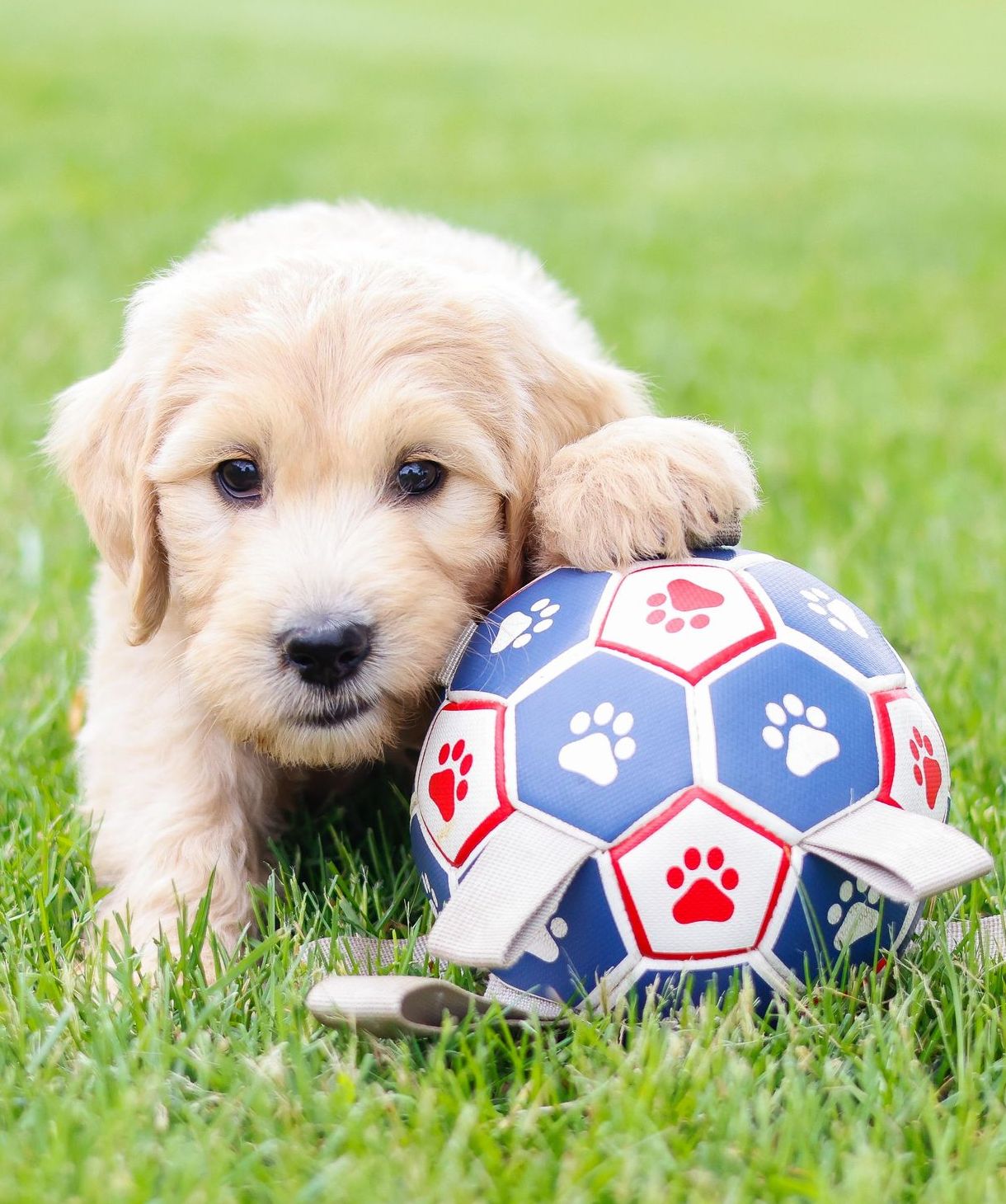 Standard Englishdoodles