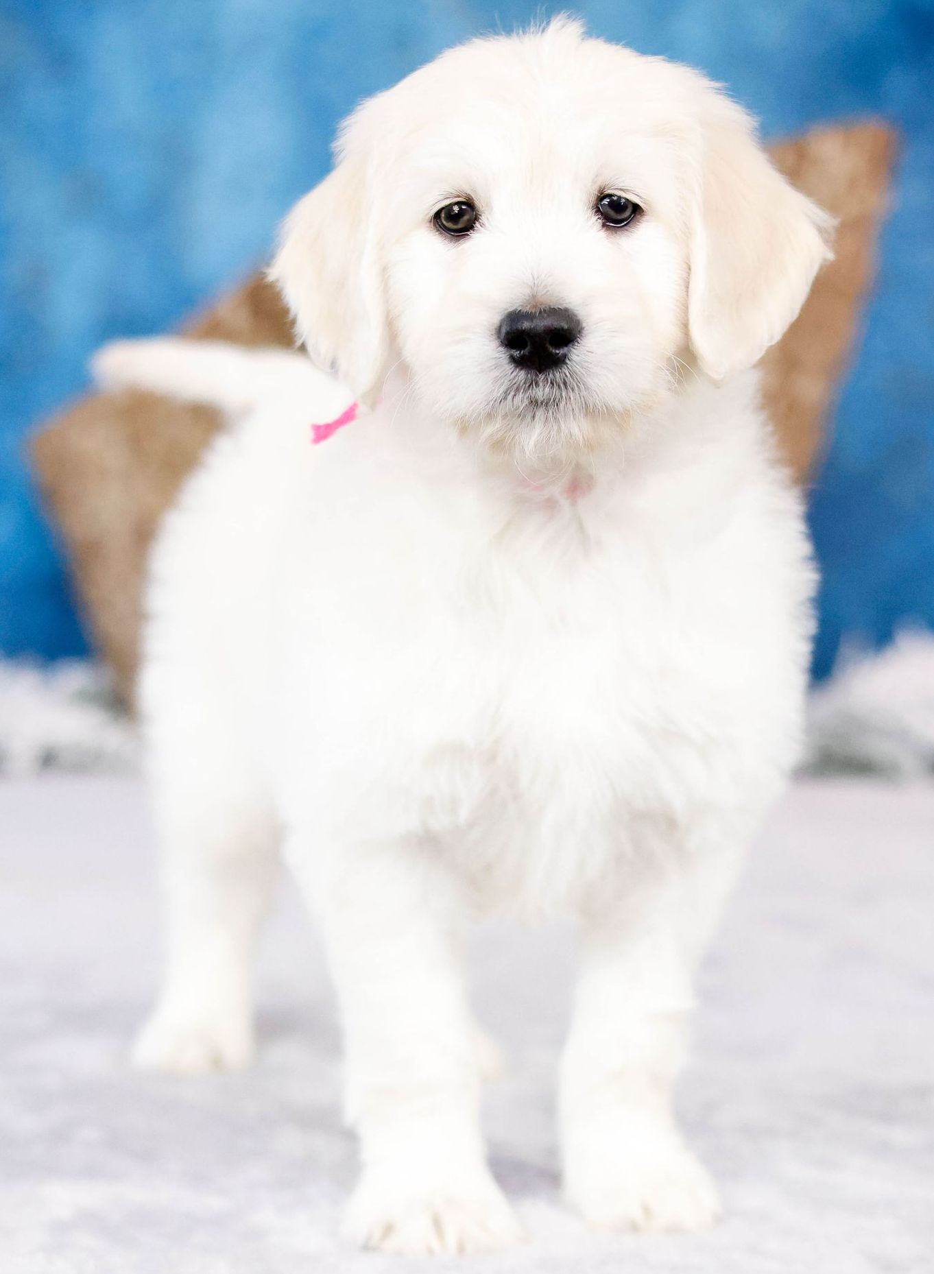 Standard Englishdoodles