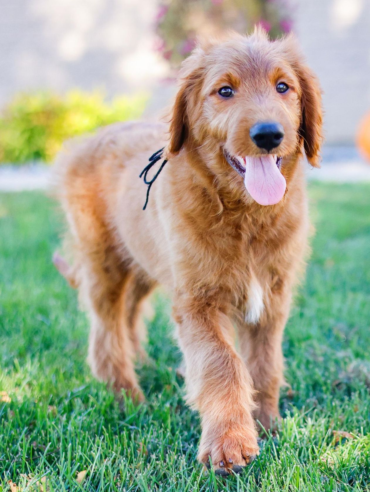 Standard Goldendoodles