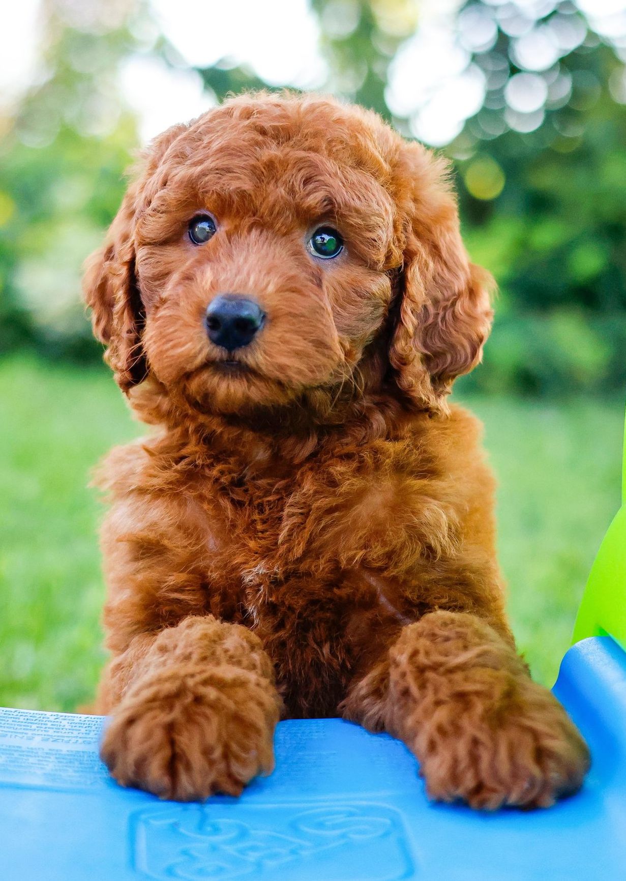 Miniature Goldendoodles