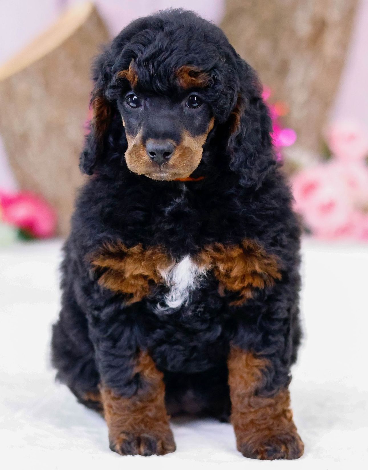 Toy & Miniature Poodles