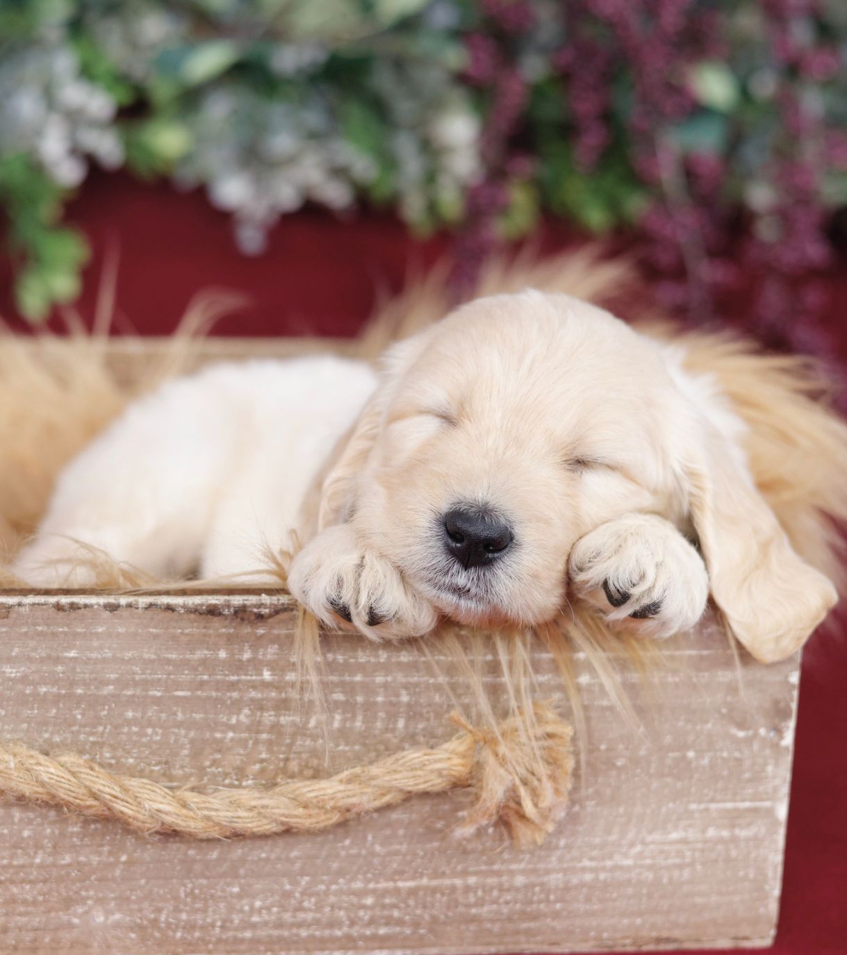 Standard Englishdoodles