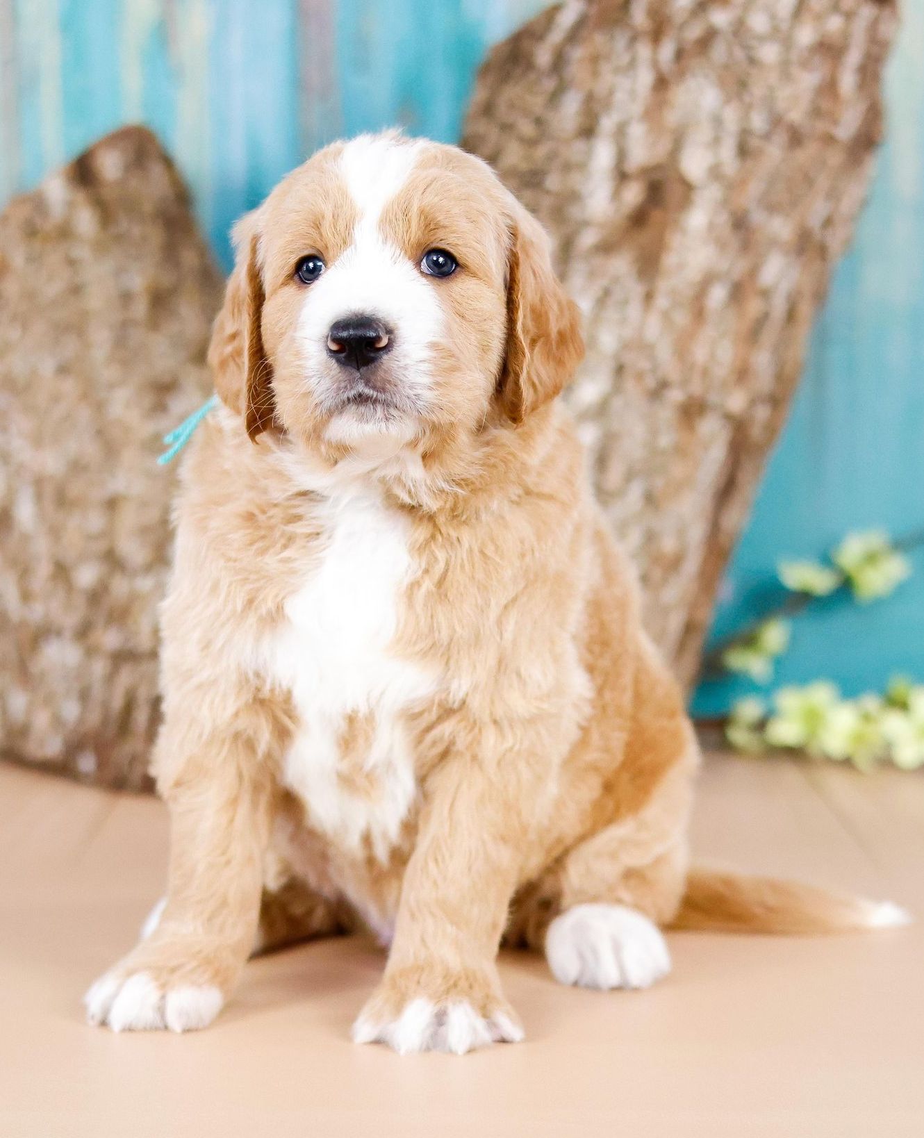 Standard Englishdoodles