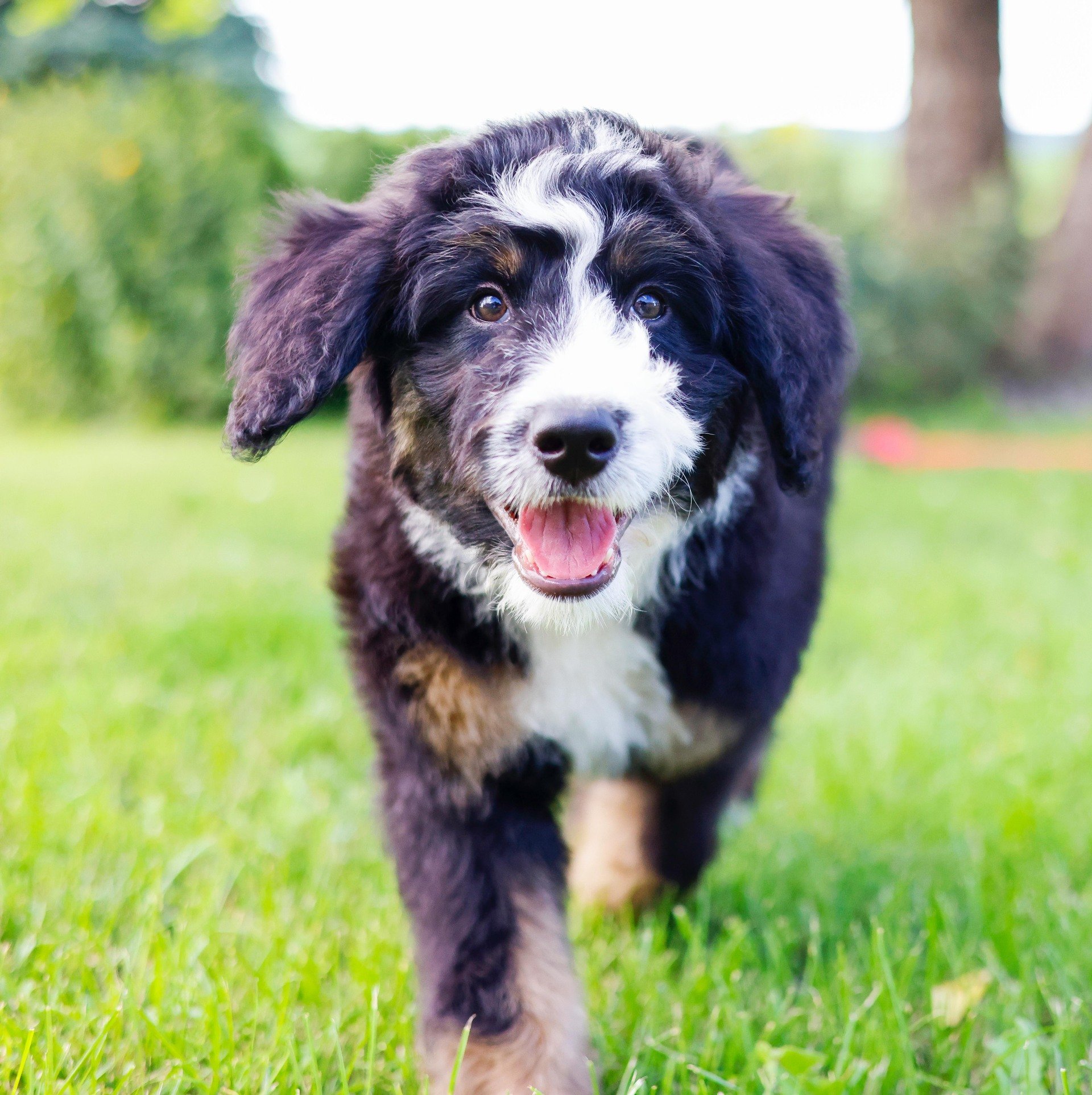 Bernedoodles