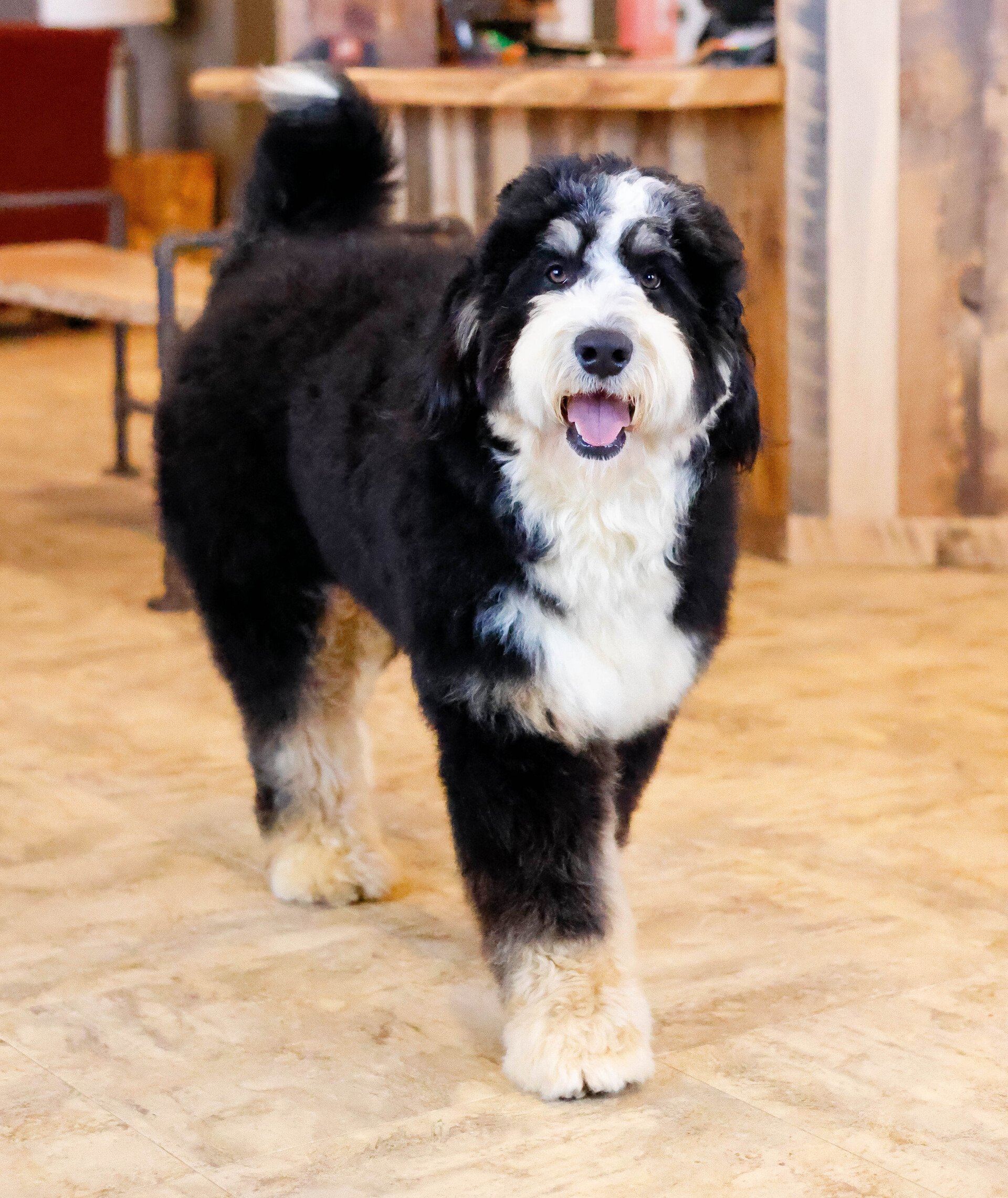 HOME | Kimberlees Kennels