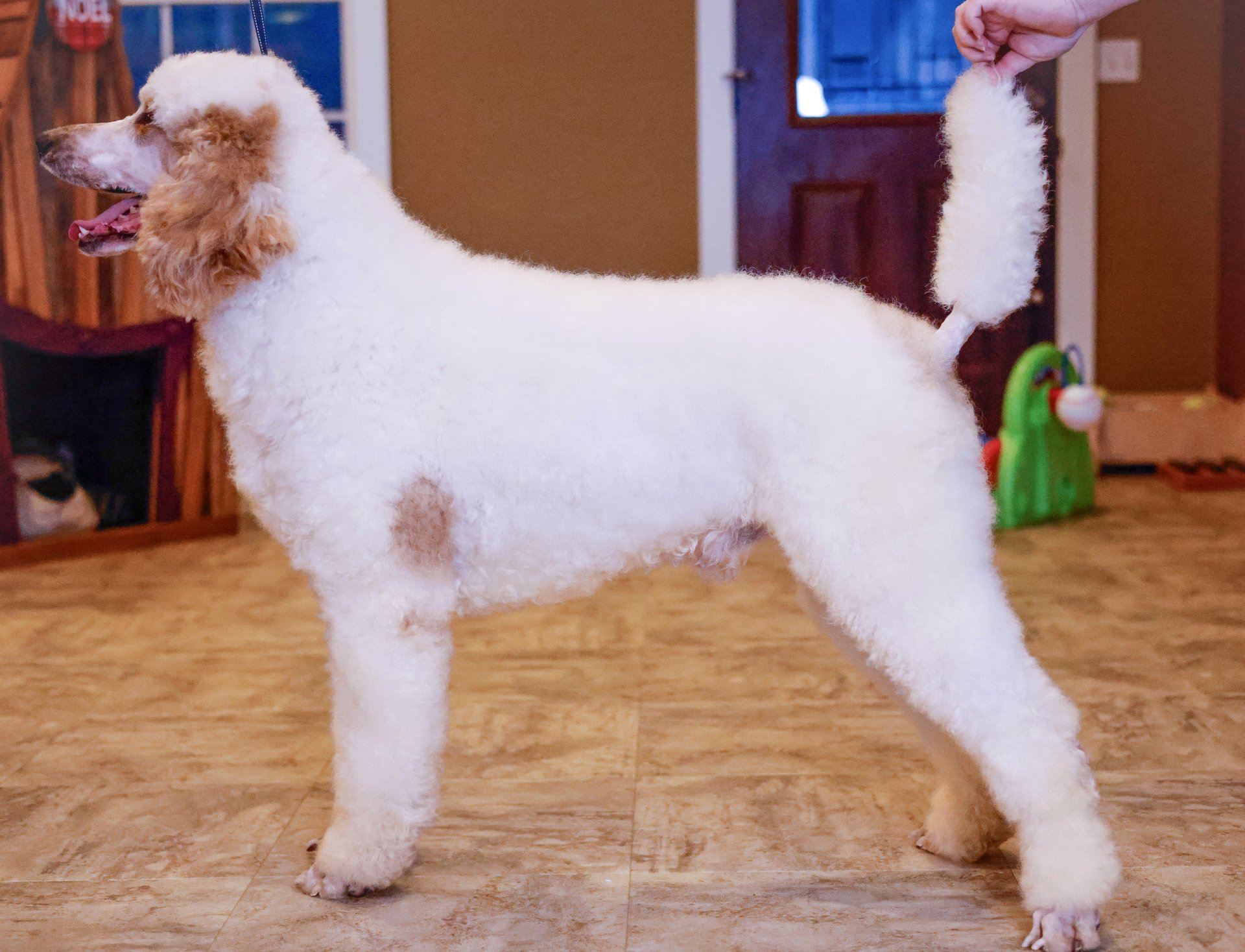 Standard Englishdoodles