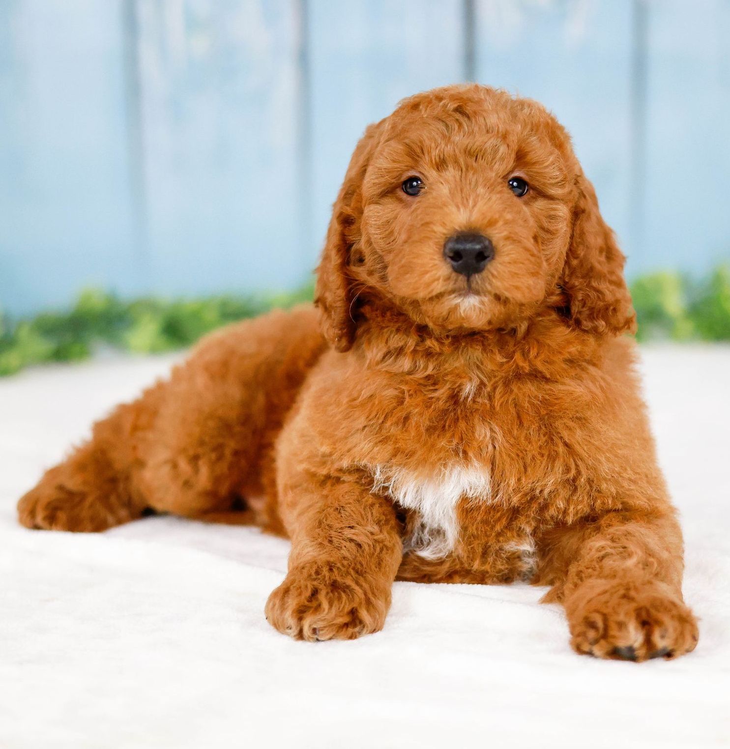 Miniature Goldendoodles