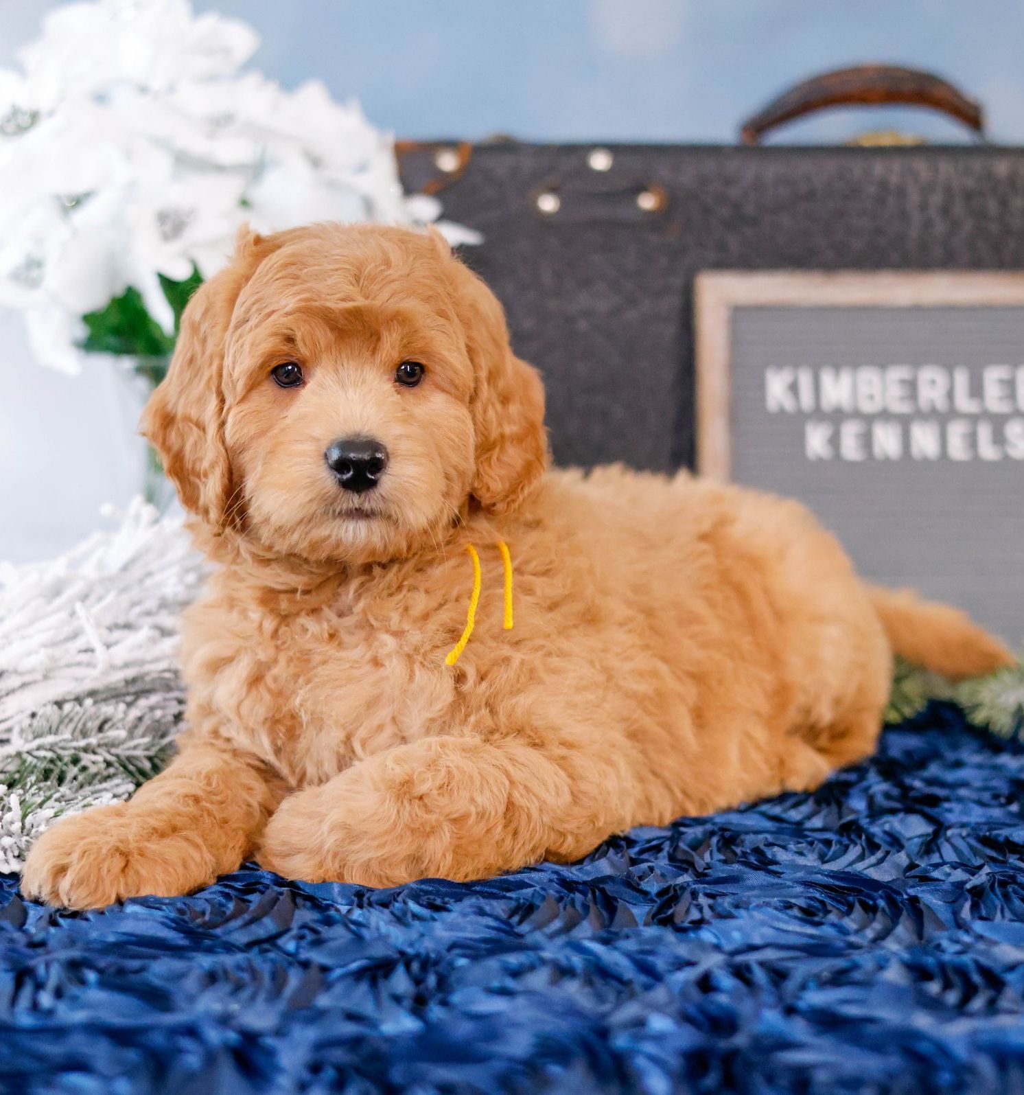 Miniature Englishdoodles