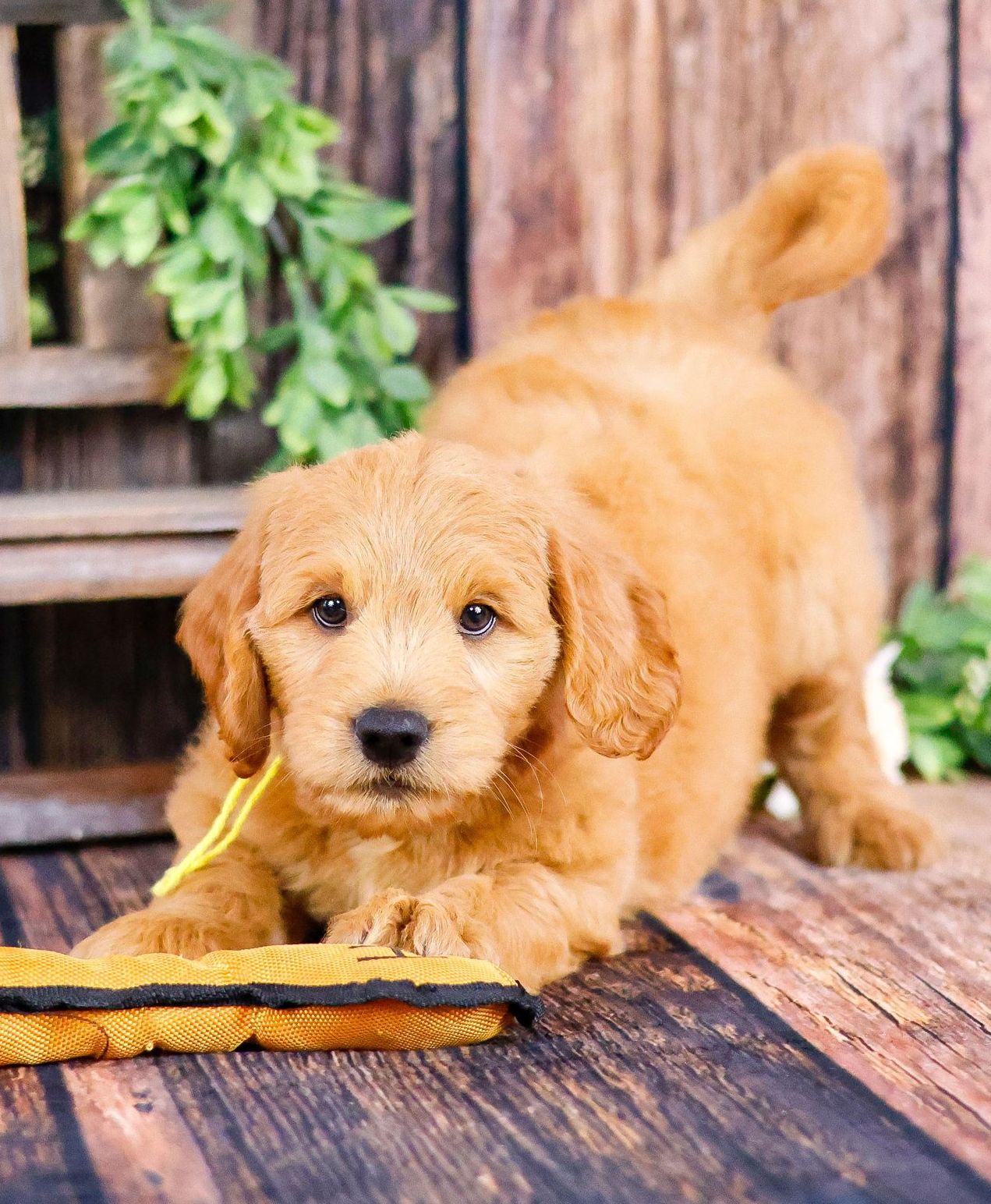 Miniature Englishdoodles