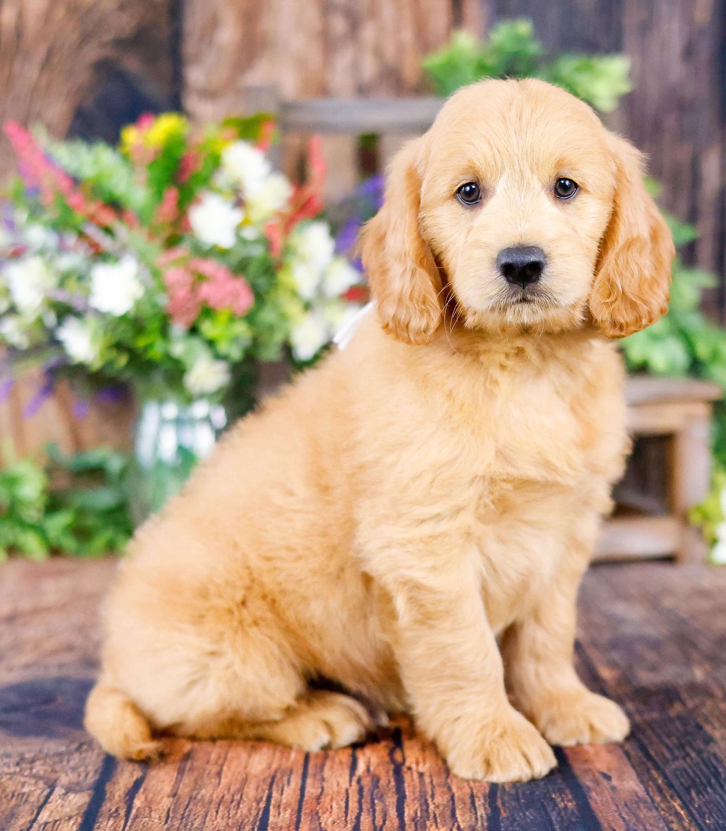 Miniature Englishdoodles