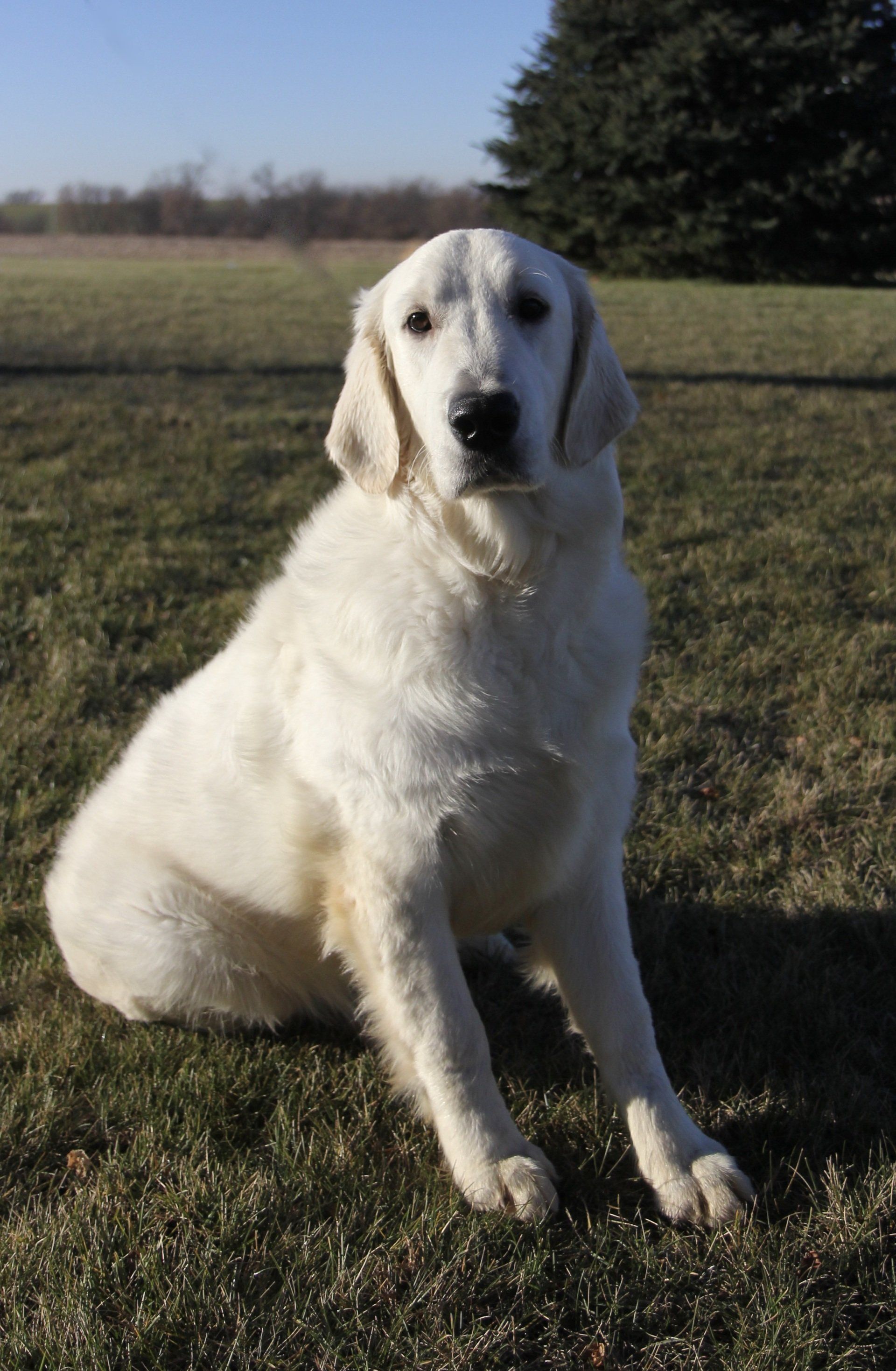 Standard Englishdoodles