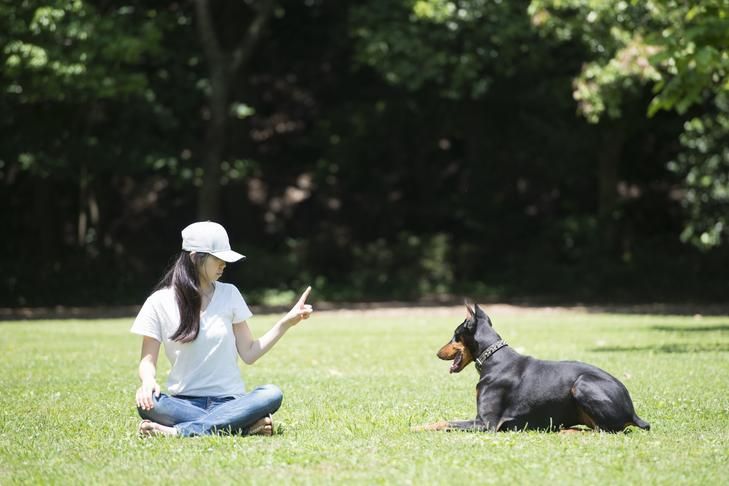 Dog Training Deals & Promotions Denver | Noble Beast