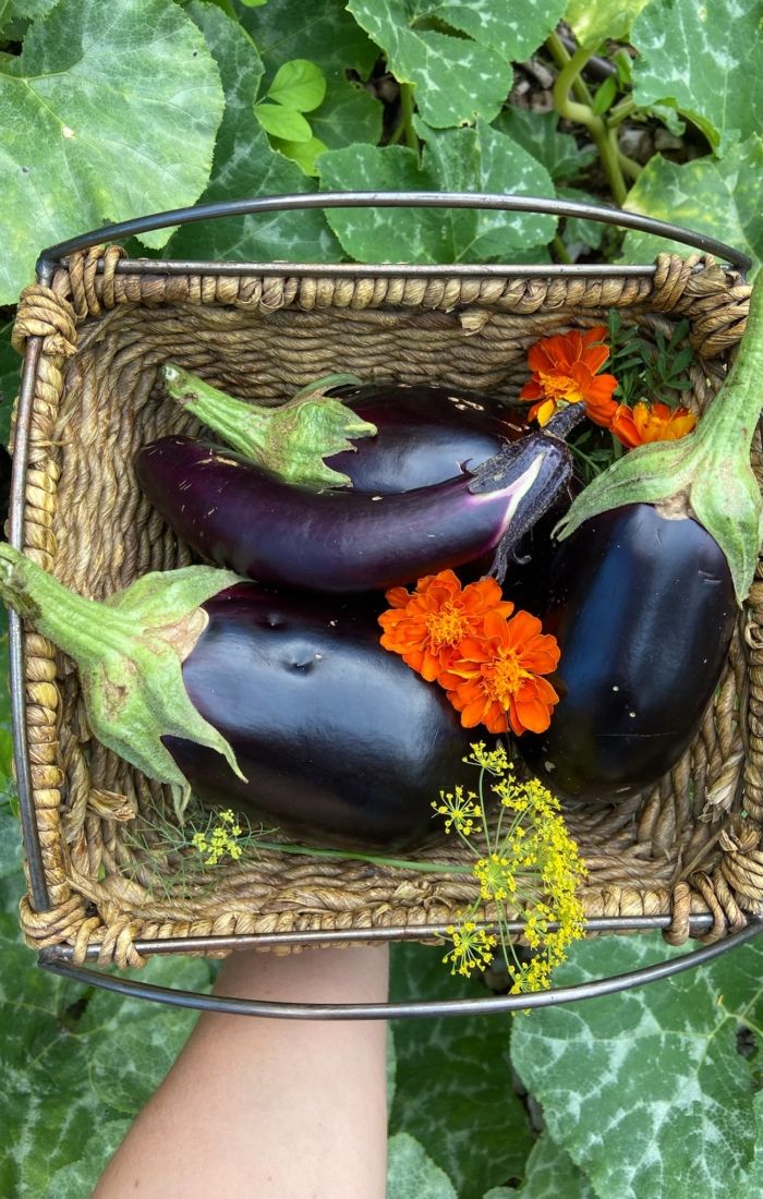 Landscape Design and Installation | Wildscape Designs