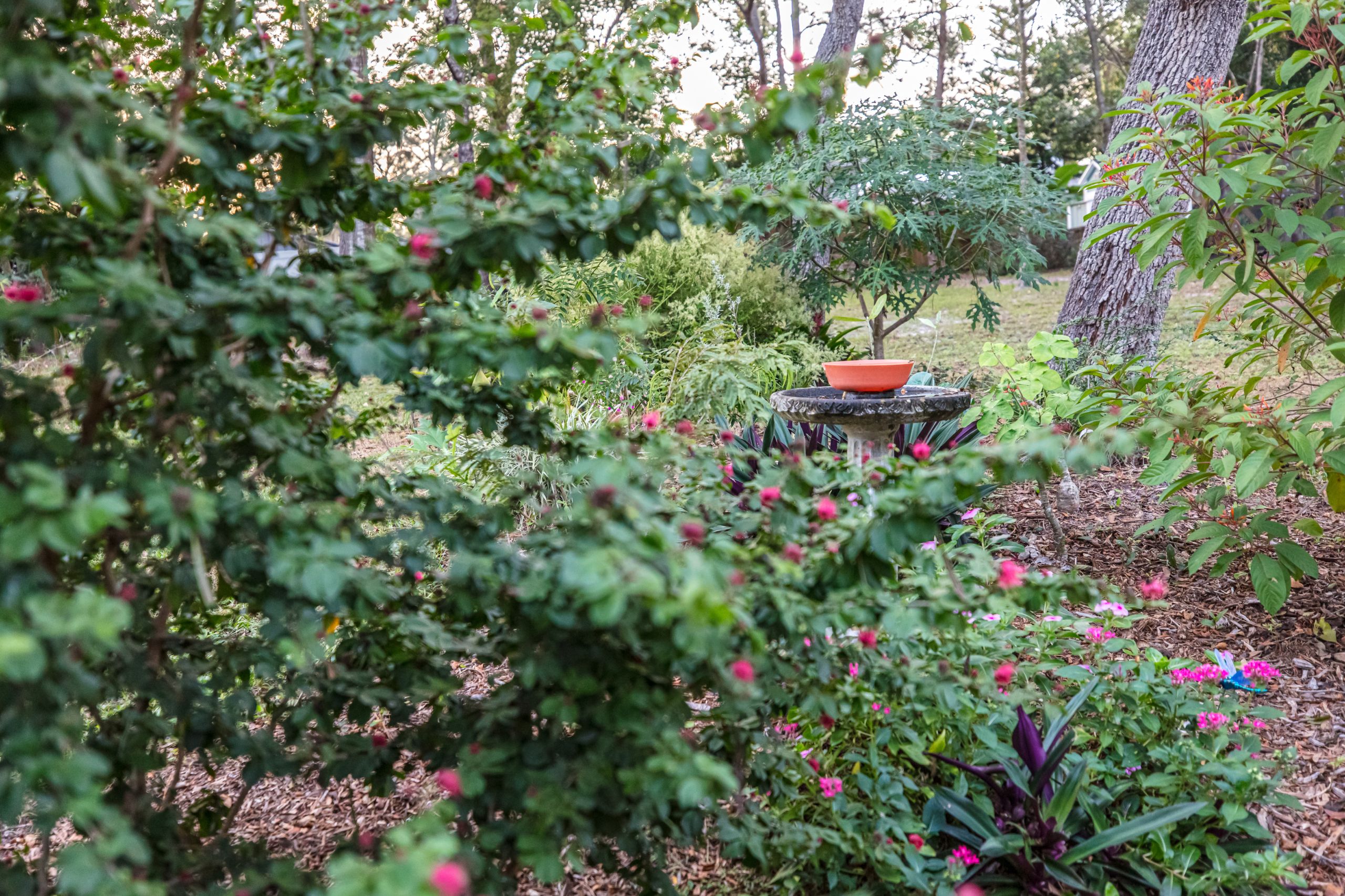 Landscape Design and Installation | Wildscape Designs