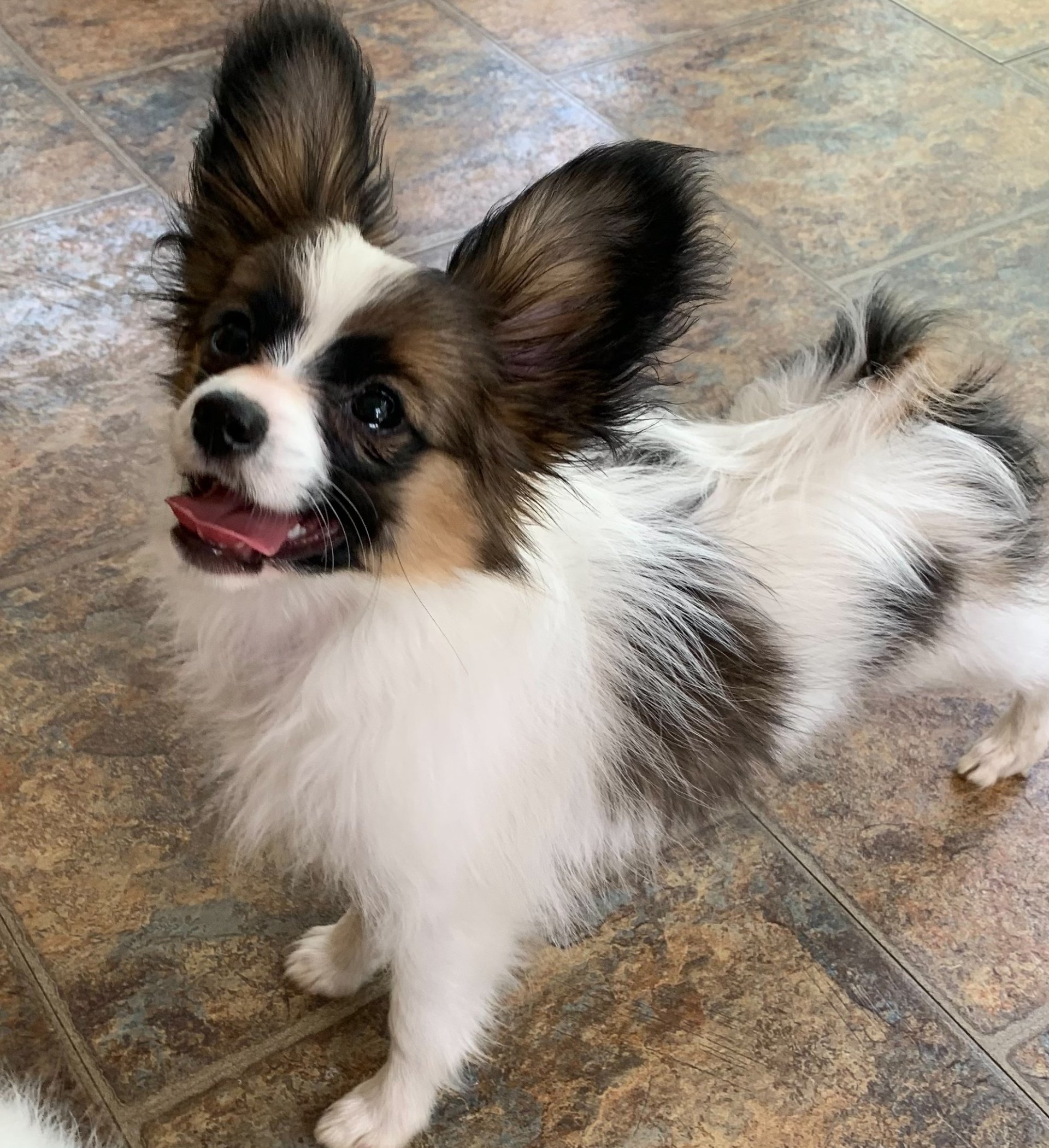 Papillon Breeders | A Breed Apart | New England