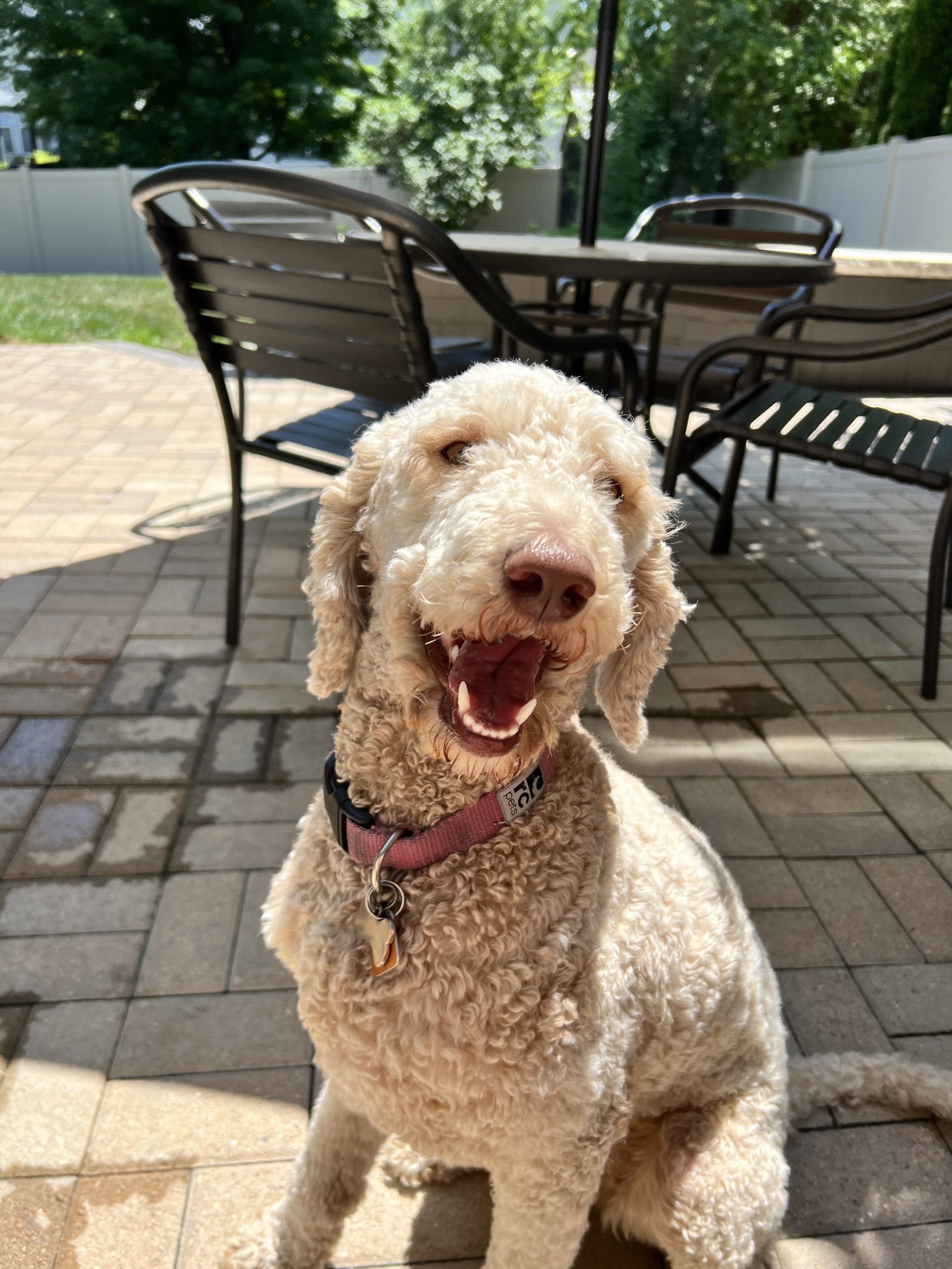 Training, Daycare, Boarding & Grooming | The Canine Kingdom