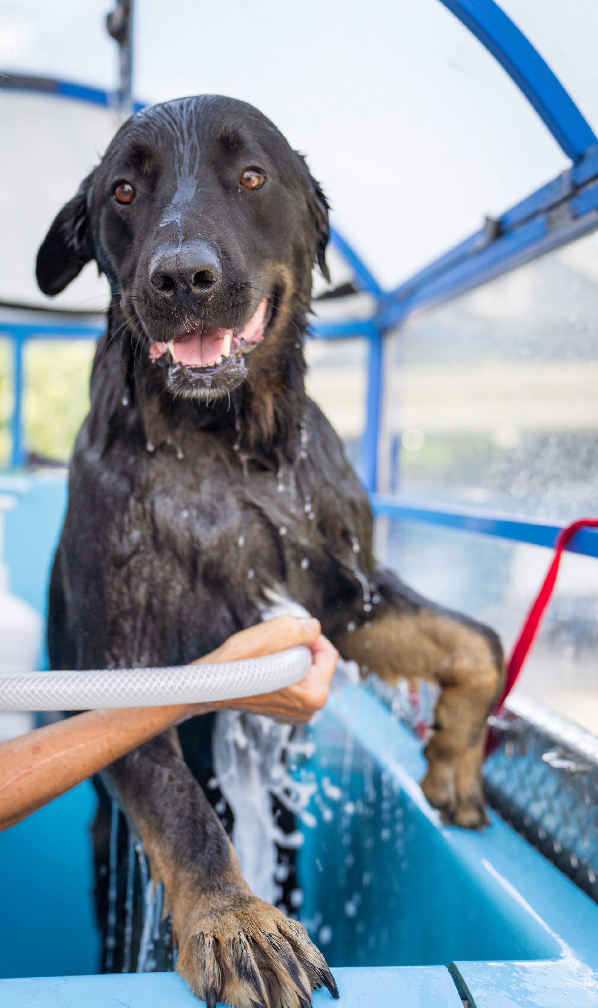 Professional Mobile Dog Grooming & Washing Services Denver, Aurora ...