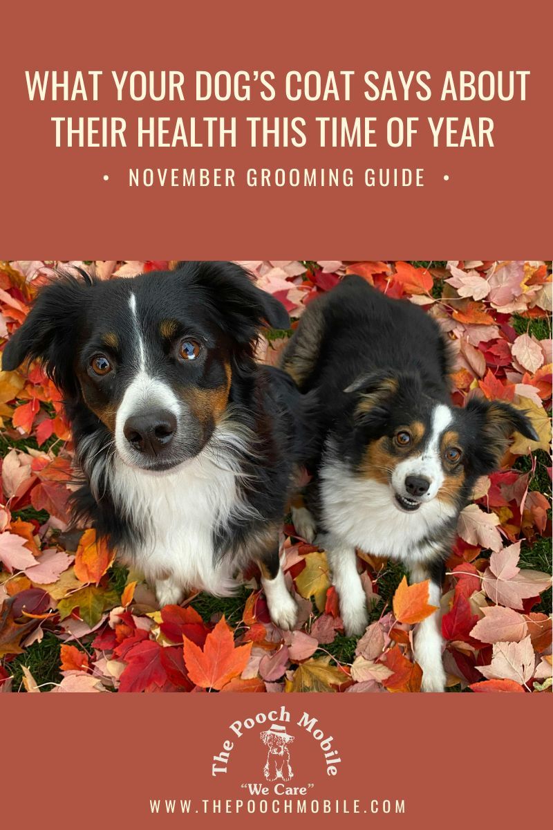 What Your Dog’s Coat Says About Their Health This Time of Year ...