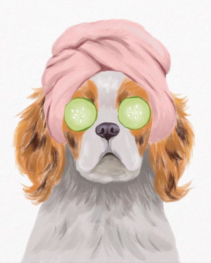 home [gentletouchgrooming.org]