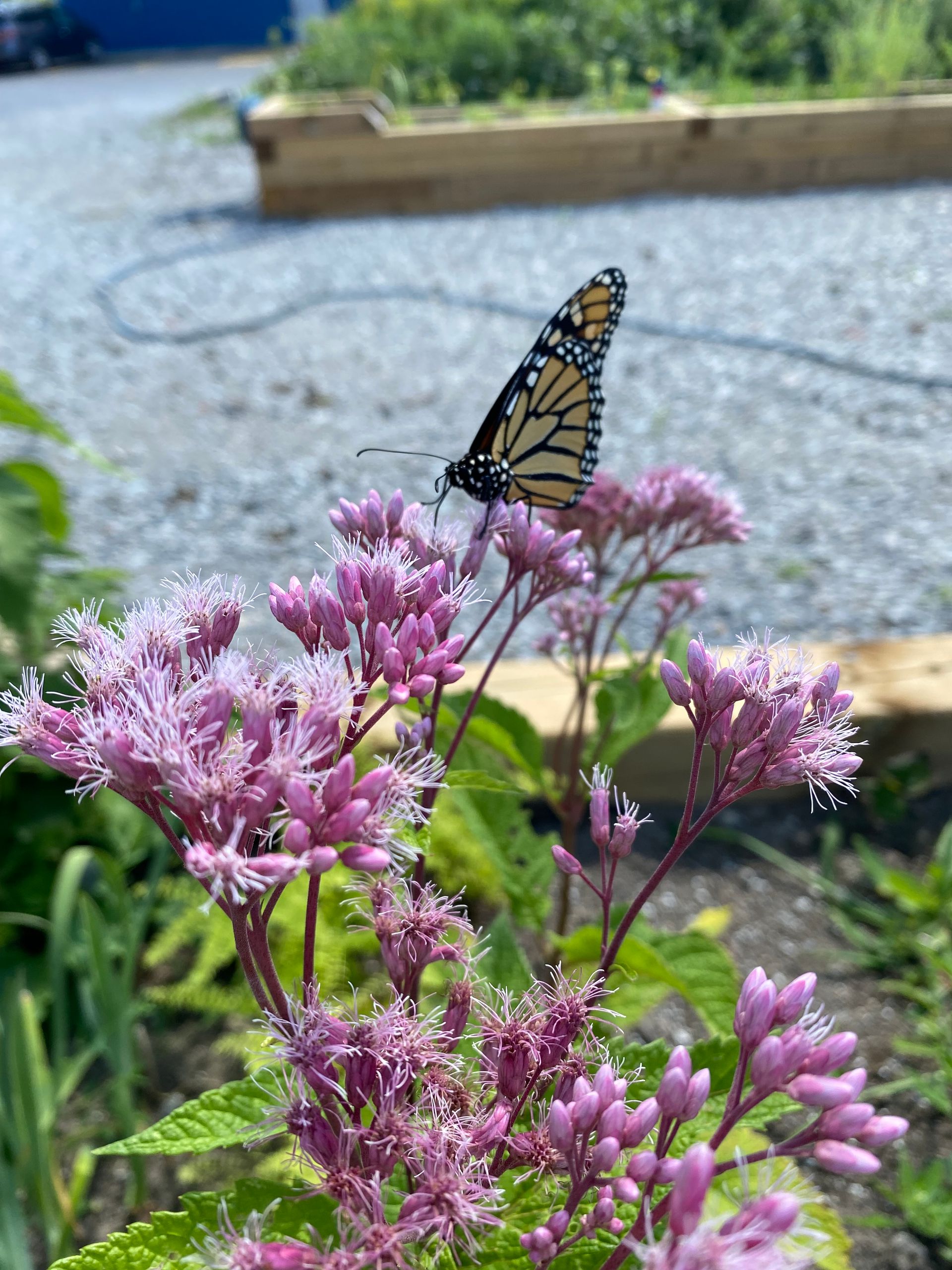 Kids Pollinator Garden: Engage, Educate and Empower | Parklane Landscapes