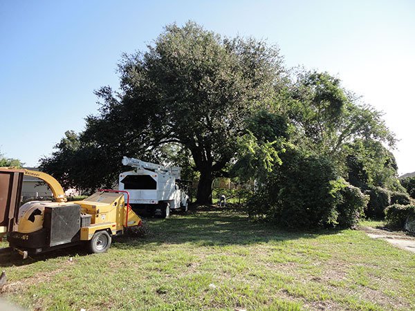 Tree Service Gallery | Kenner, LA | All Seasons Tree Service