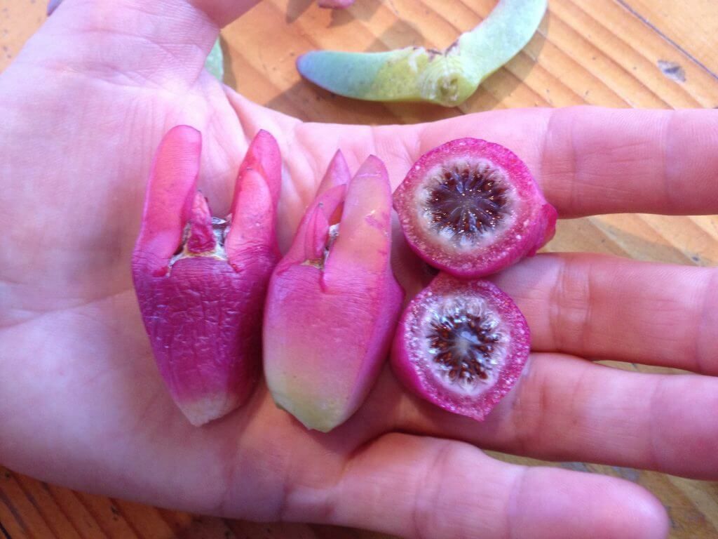 The Sweet Gum – a Nyungar confection