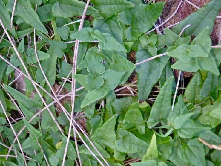 Yam Lands: the Mystery of a Holey Landscape
