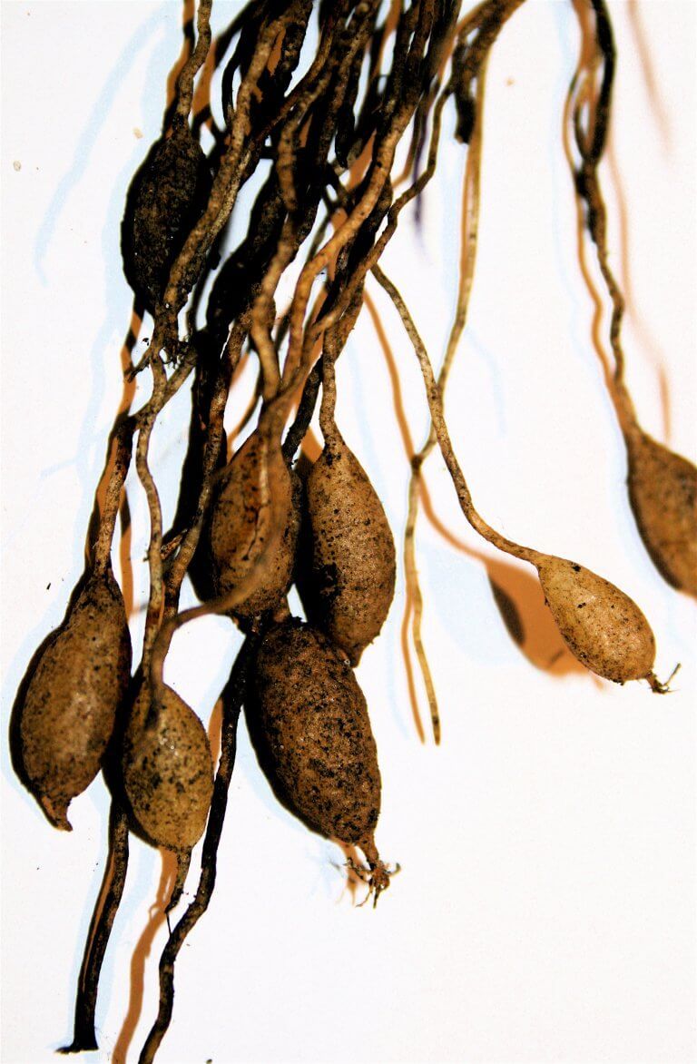 Roots of contention: Noongar root foods and indigenous plant taxonomy