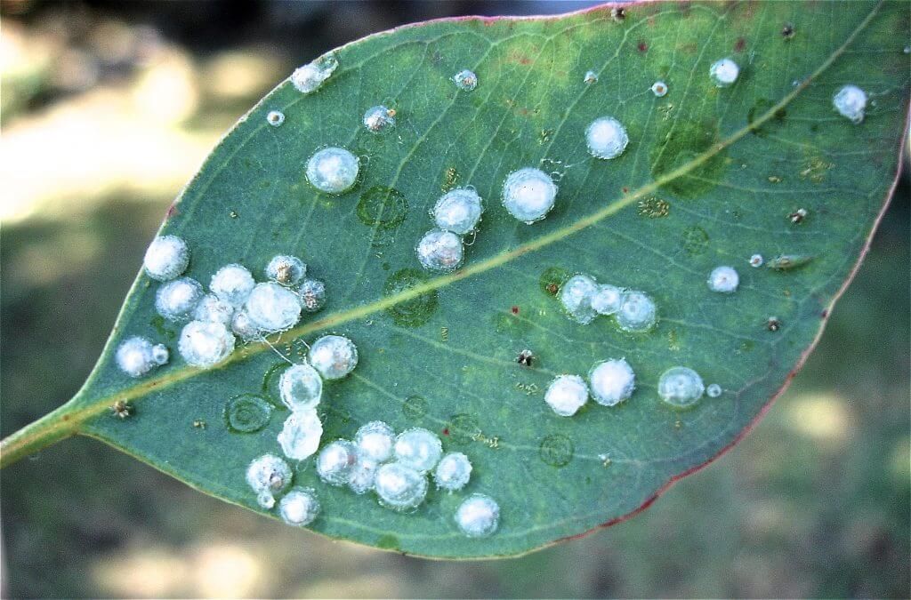 The Sweet Gum – a Nyungar confection
