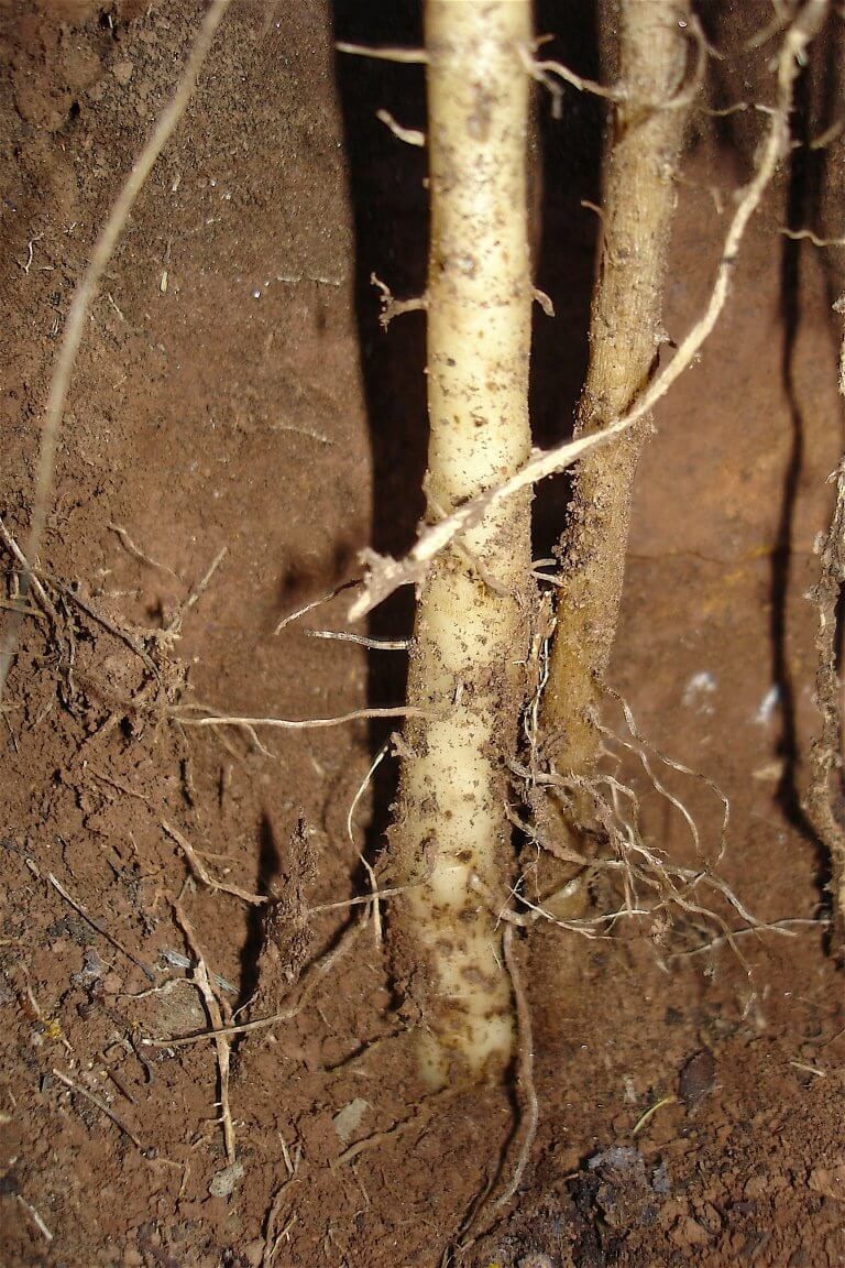 Roots of contention: Noongar root foods and indigenous plant taxonomy