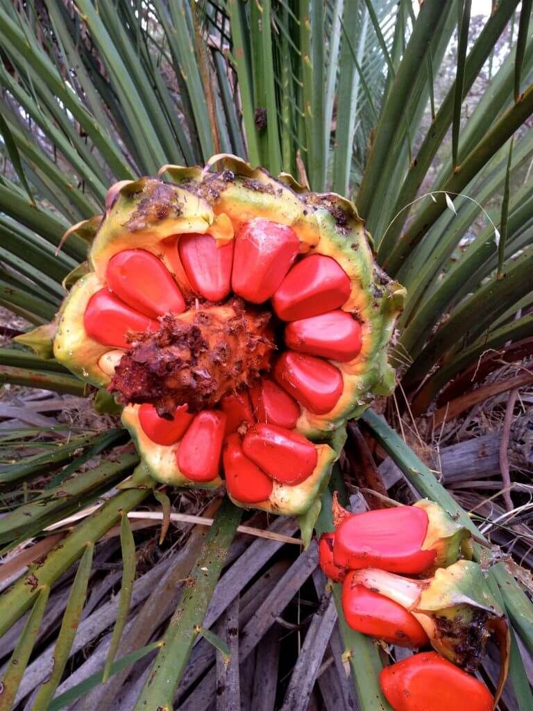 The ancient practice of Macrozamia pit processing in southwestern Australia