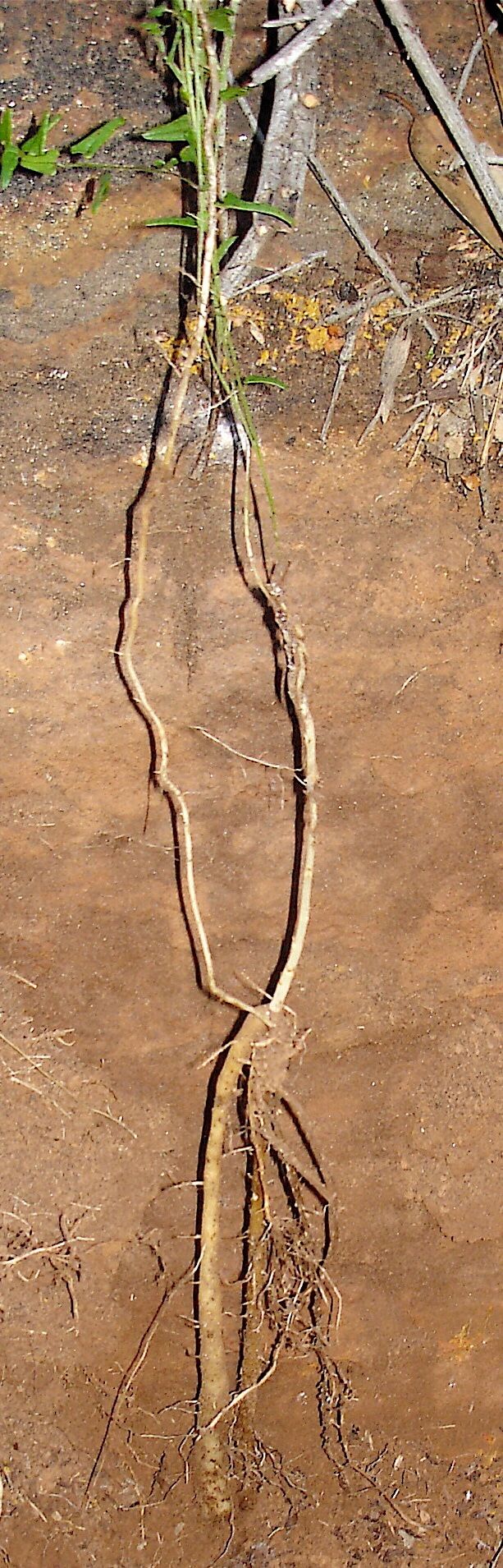 Roots of contention: Noongar root foods and indigenous plant taxonomy