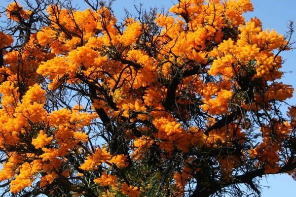Traditional significance of Nuytsia floribunda (“moojar” or “kaanya tree”)