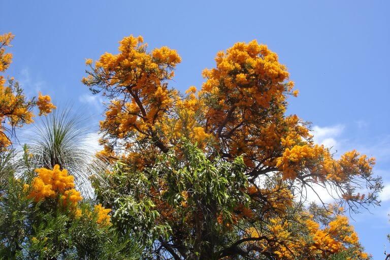 Traditional significance of Nuytsia floribunda (“moojar” or “kaanya tree”)