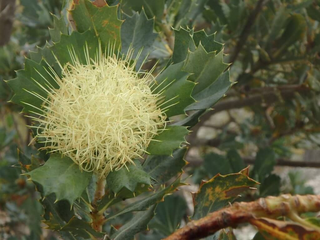 The Sweet Gum – a Nyungar confection