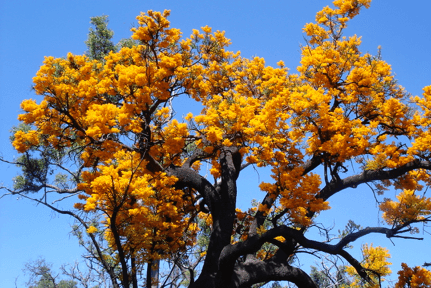 Traditional significance of Nuytsia floribunda (“moojar” or “kaanya tree”)