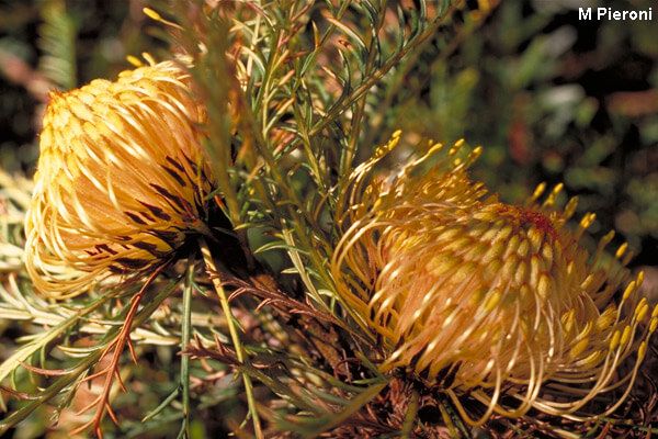 Some notes on Banksia usage in traditional Noongar culture