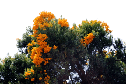 Traditional significance of Nuytsia floribunda (“moojar” or “kaanya tree”)