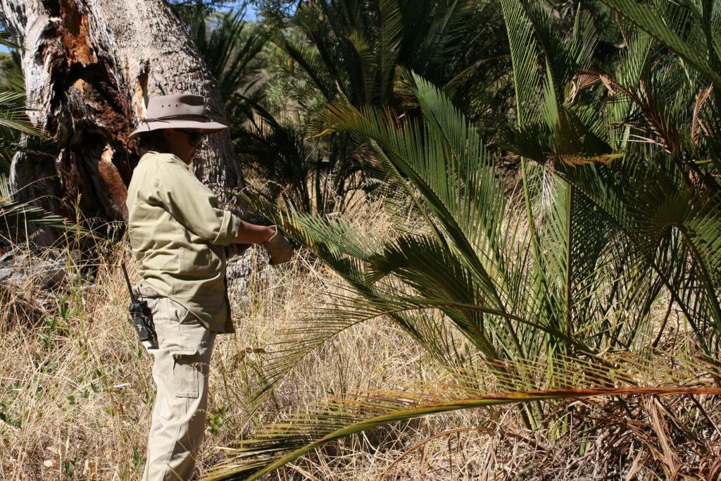 Macrozamia: the fermented oil fruit of southwestern Australia