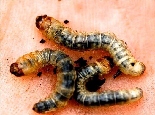 The Puzzle of the Bardi Grub in Nyungar Culture