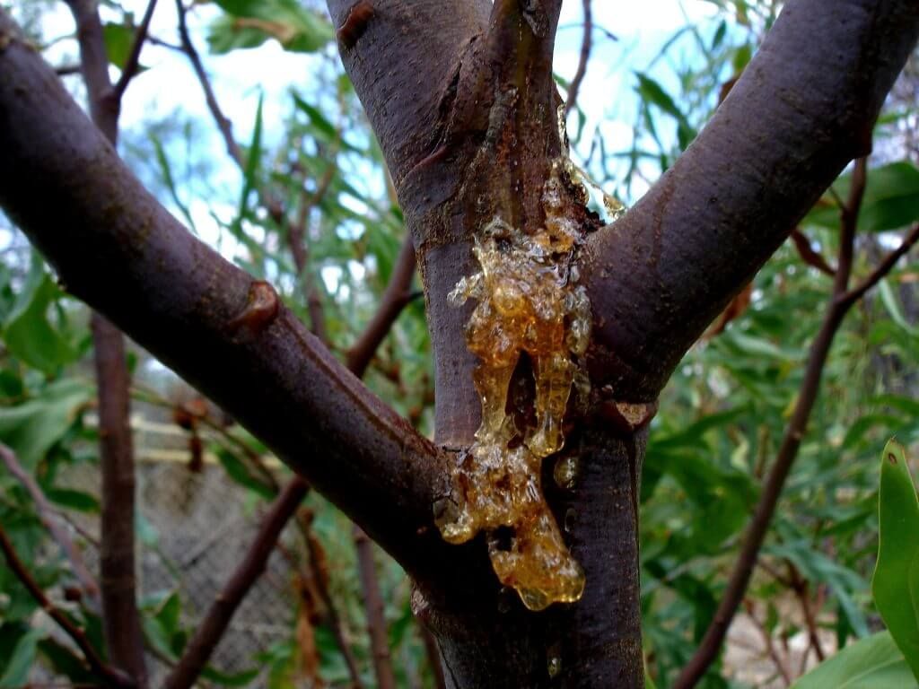 The Sweet Gum – a Nyungar confection
