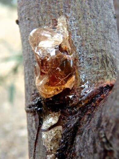Acacia gum experiment