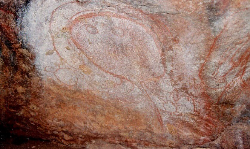 The Shark in Nyungar Culture