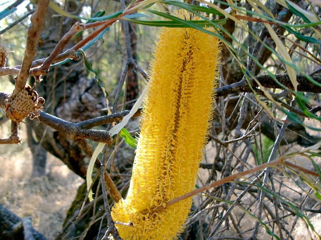 The Sweet Gum – a Nyungar confection