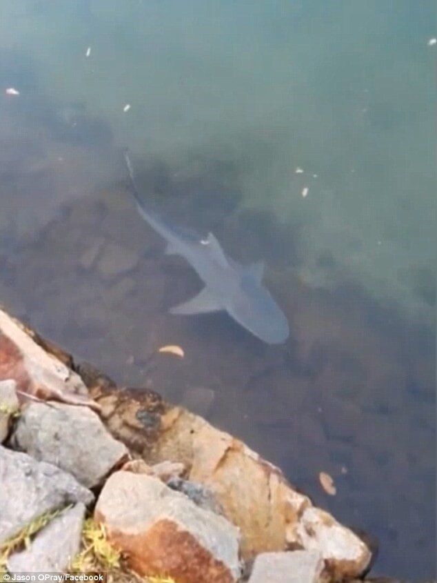 The Shark in Nyungar Culture