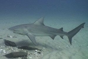 The Shark in Nyungar Culture