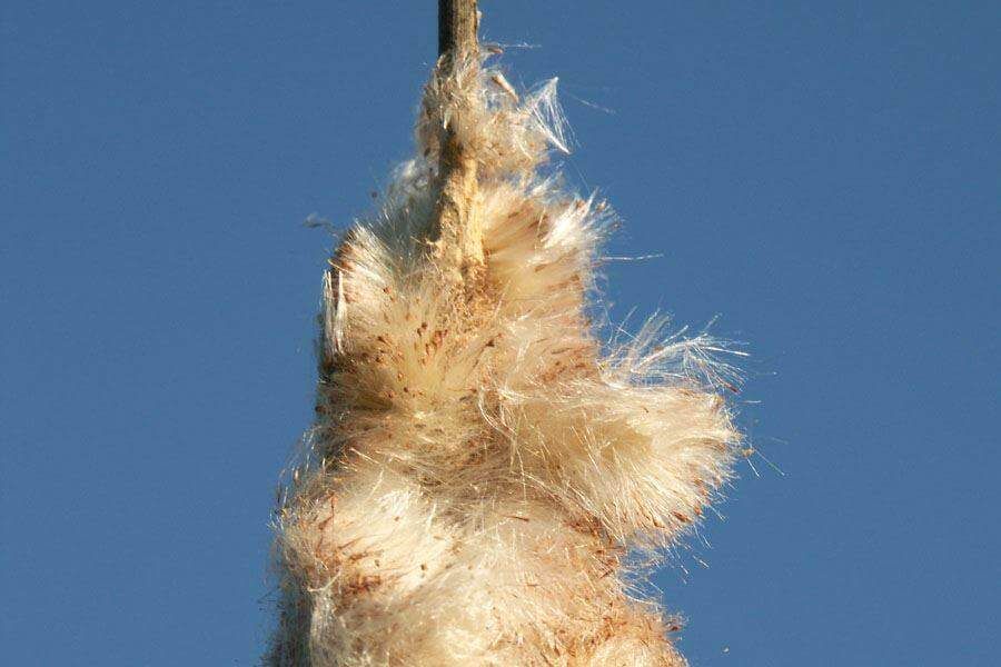Typha root: an ancient nutritious food in Noongar culture