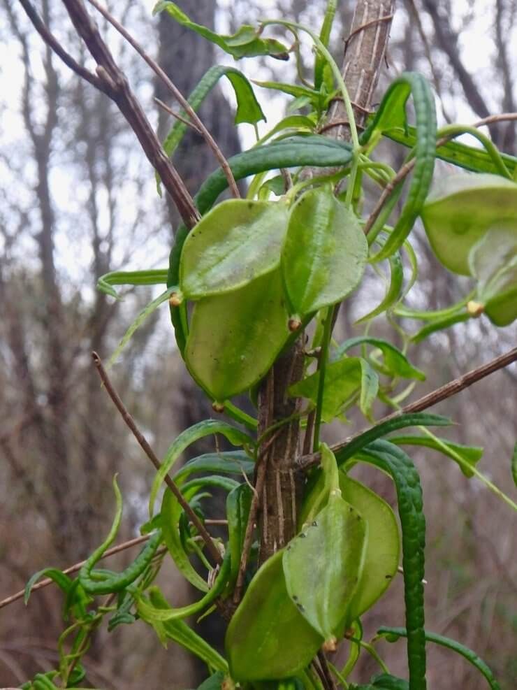 Yam Lands: the Mystery of a Holey Landscape